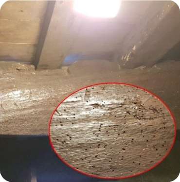 Bicho-da-Madeira - Caruncho - EXTREME PEST