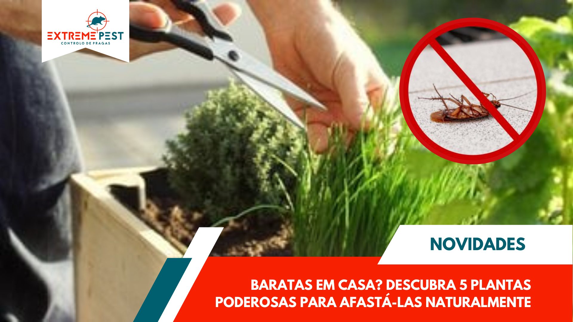 5 Plantas Poderosas para Afastar Baratas em Casa Naturalmente